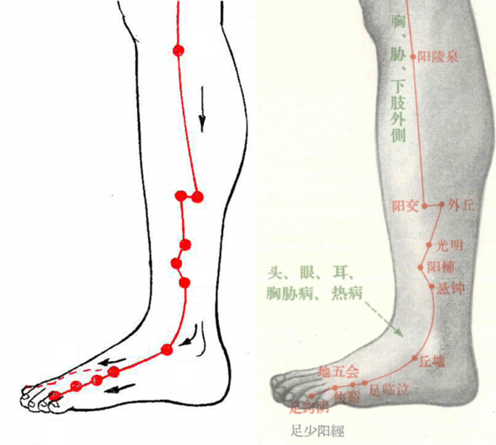 147- Les points fibulaires du méridien de la vésicule biliaire. - Gera