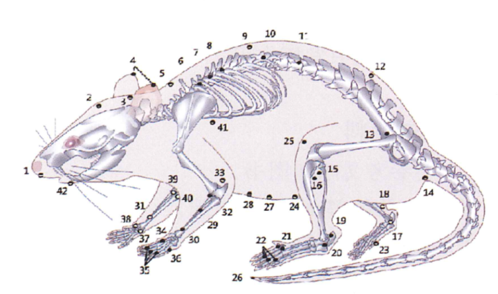 12- Cartographie des points d’acupuncture chez le rat.